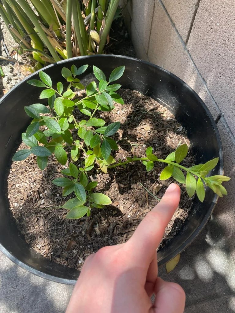 How to Propagate Blueberries Successfully for Berry Lovers