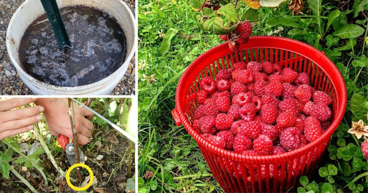 10 Proven Tips Help Gardeners Harvest Buckets of Raspberries