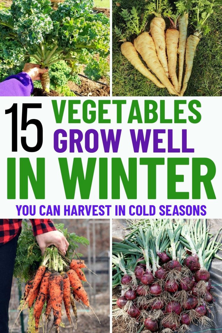 15 Vegetables You Can Grow Well in the next Winter