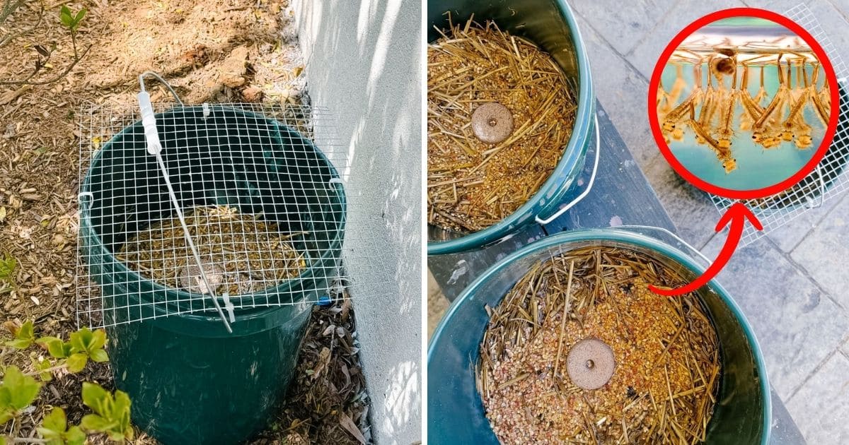 How to Kill Mosquitoes and Their Larvae with the Mosquito Bucket of Doom