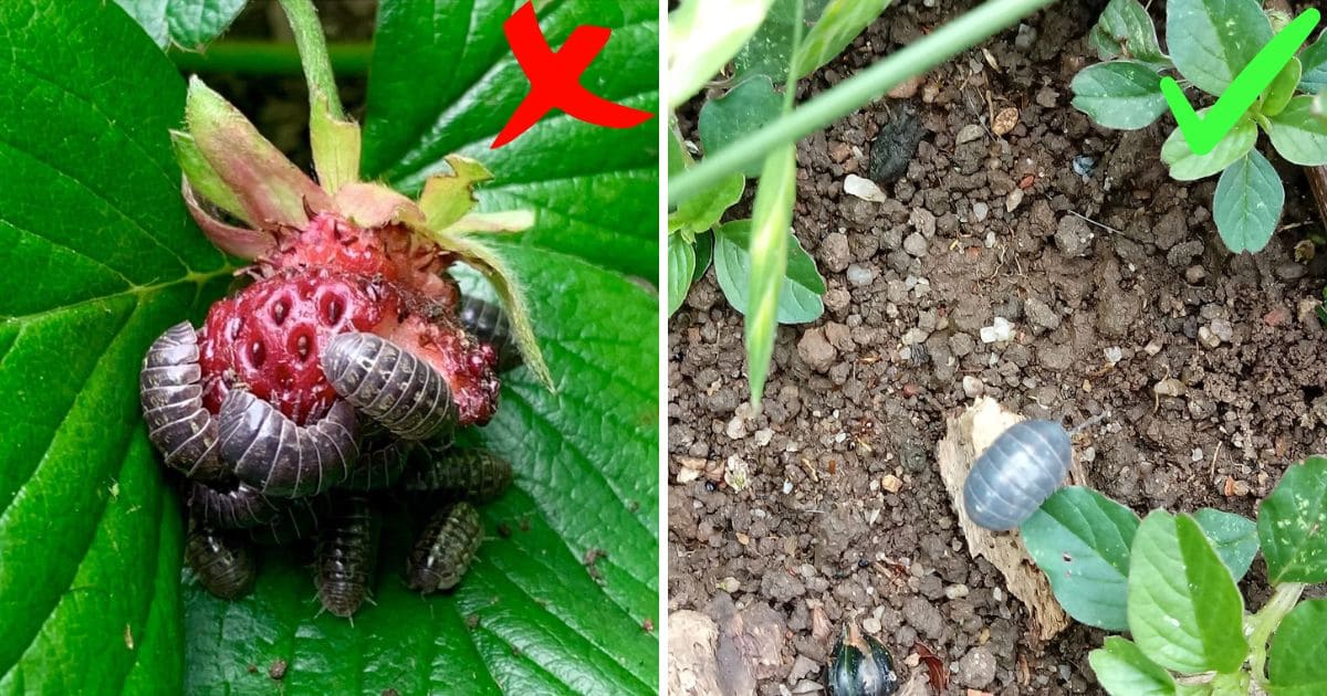 Roly Polies in the Garden: Helpful Cleaners or Sneaky Snackers?