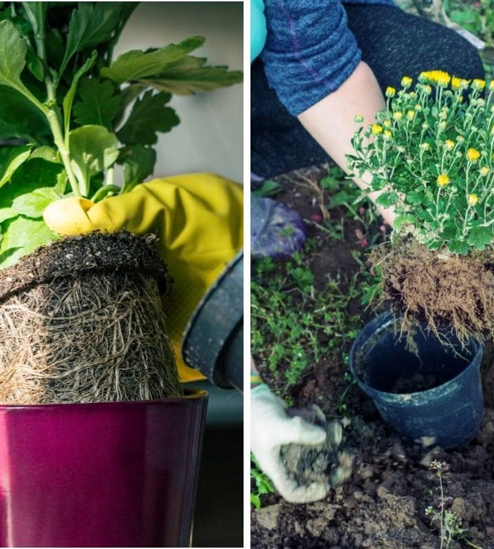5 Essential Tips to Make Your Fall Mums Bloom Longer