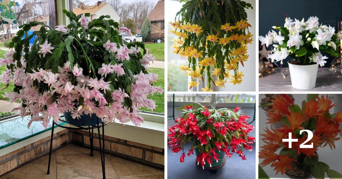 3 Christmas Cactus Types and Their Exotic Colors to Transform Your Home