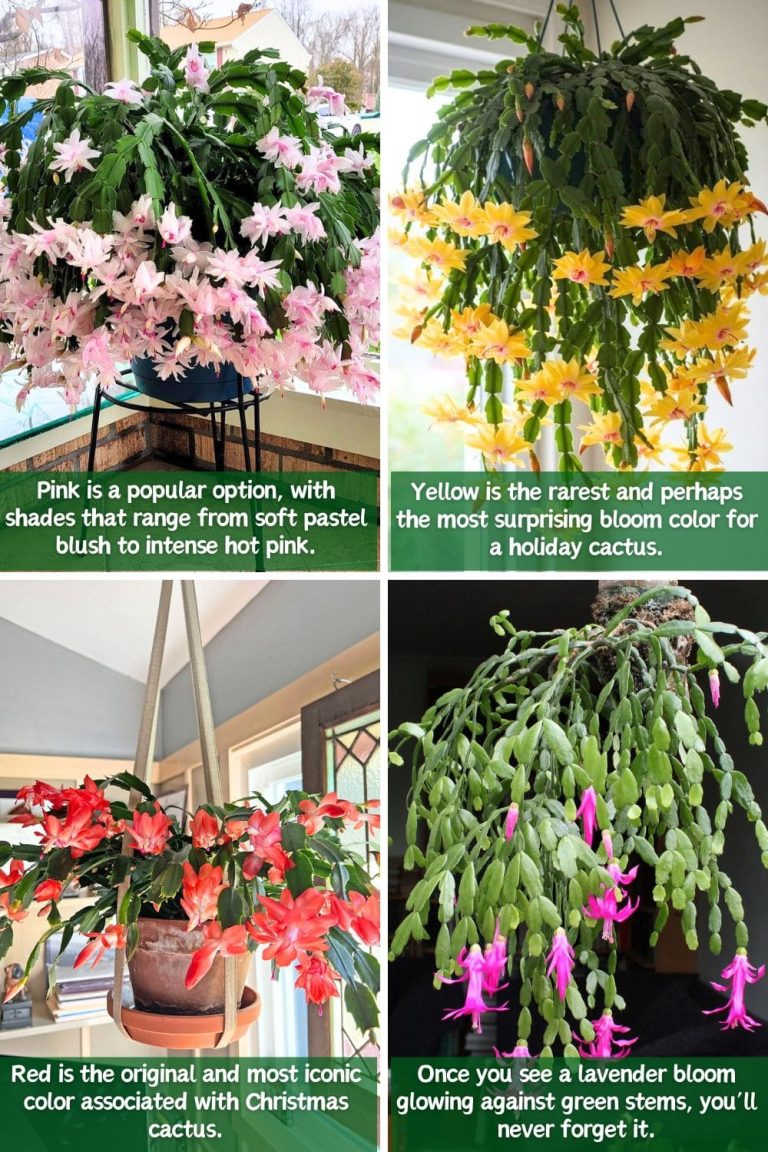 3 Christmas Cactus Types and Their Exotic Colors to Transform Your Home