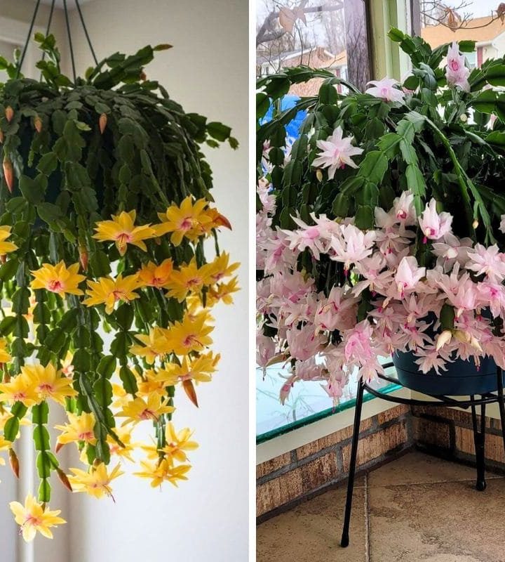 3 Christmas Cactus Types and Their Exotic Colors to Transform Your Home
