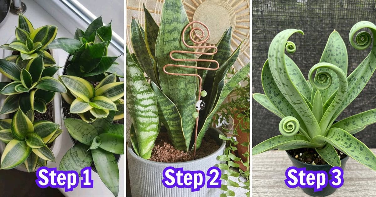 Here's the Best Way to Grow a Snake Plant in a Spiral or Circular Shape
