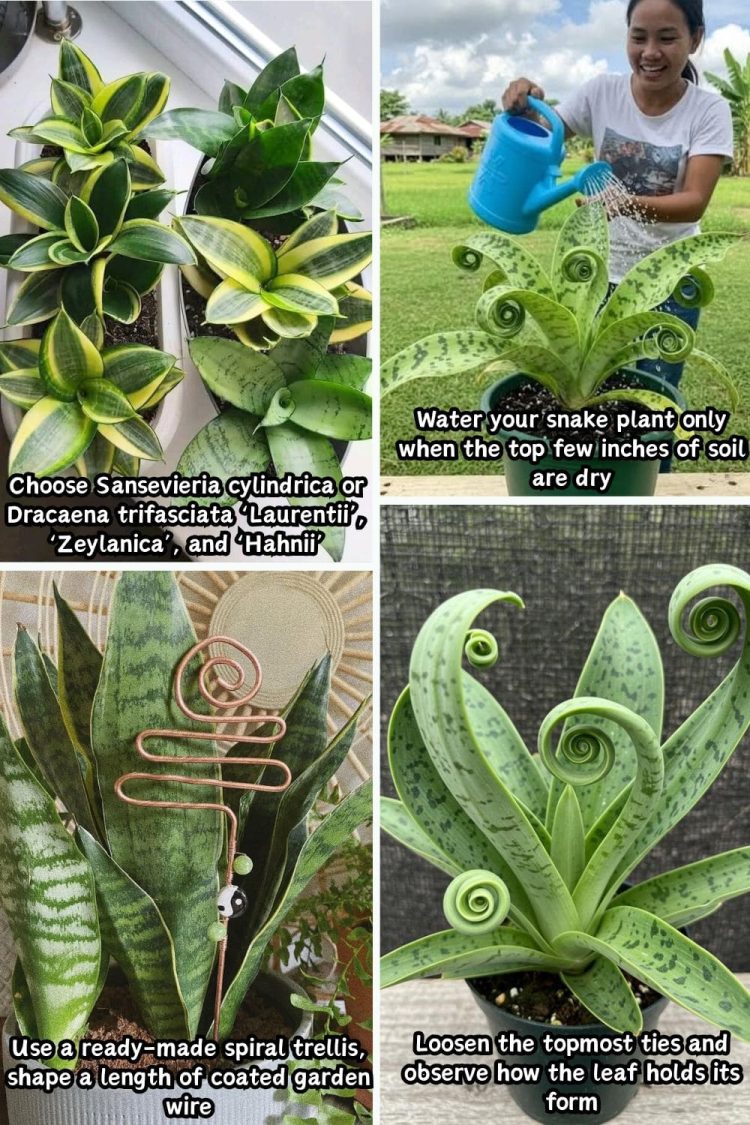 Here's the Best Way to Grow a Snake Plant in a Spiral or Circular Shape