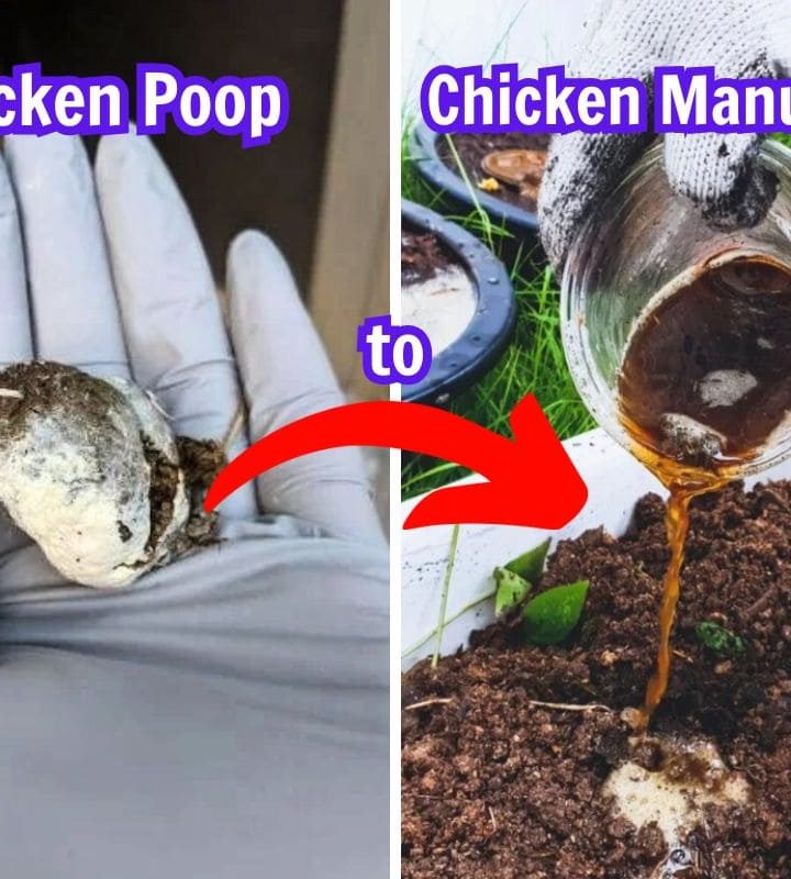 Many Gardeners Don't Know to Use Chicken Poop as Fertilizer. Here're ...