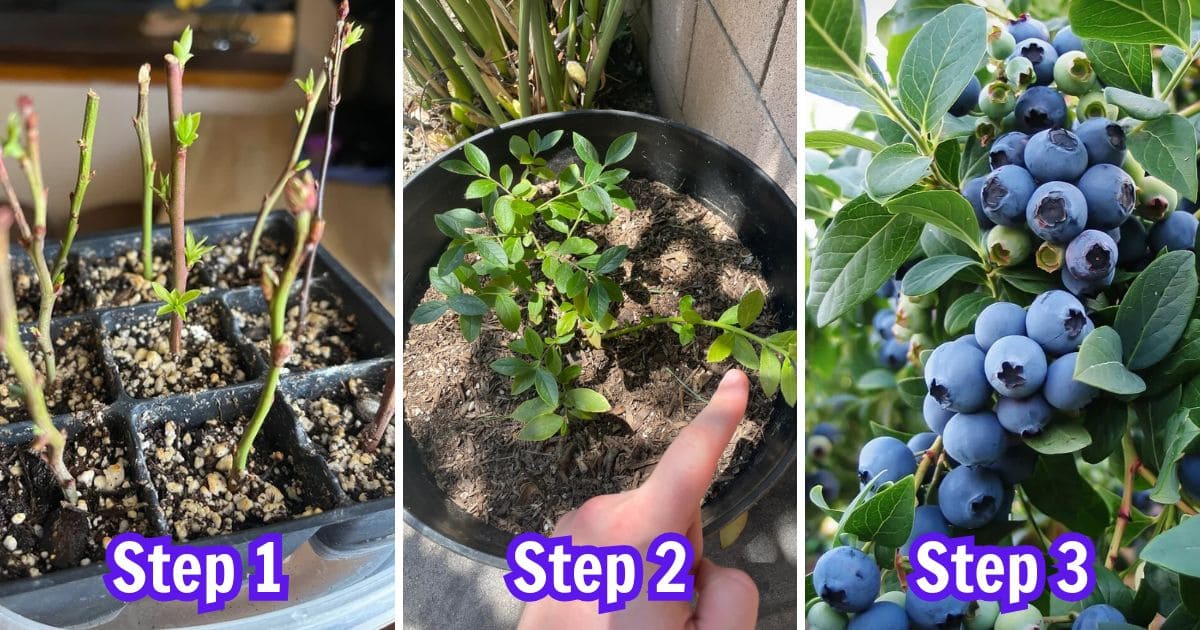 How to Propagate Blueberries Successfully for Berry Lovers