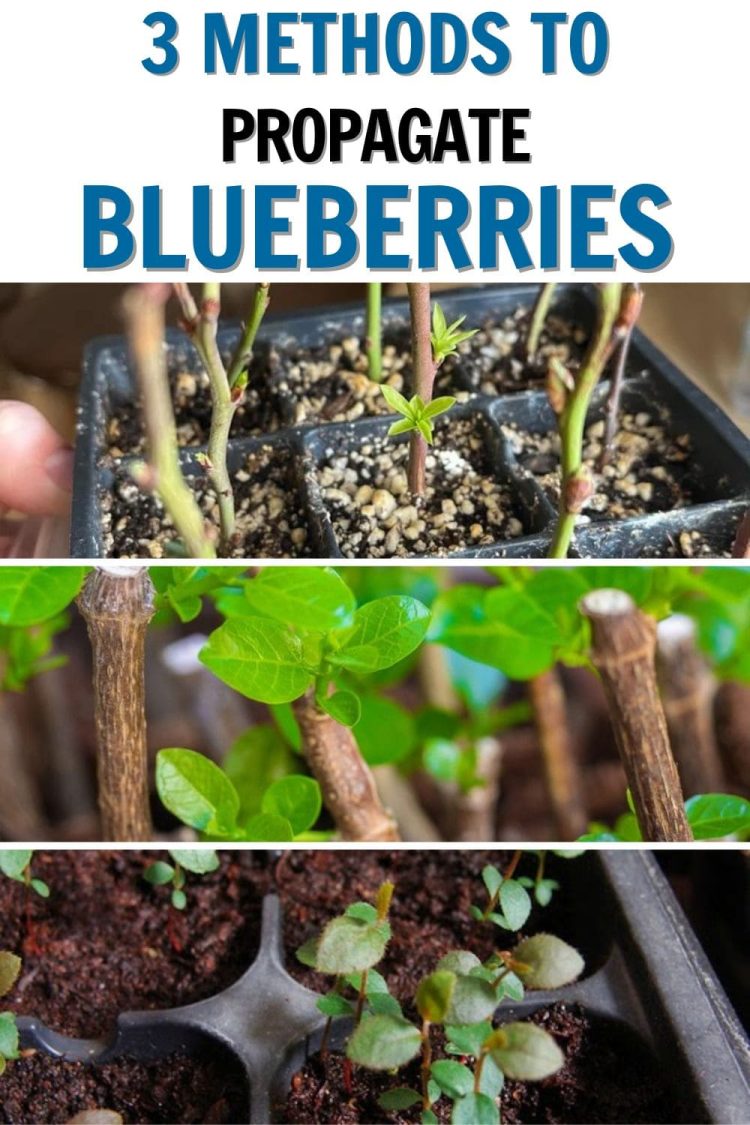 How to Propagate Blueberries Successfully for Berry Lovers