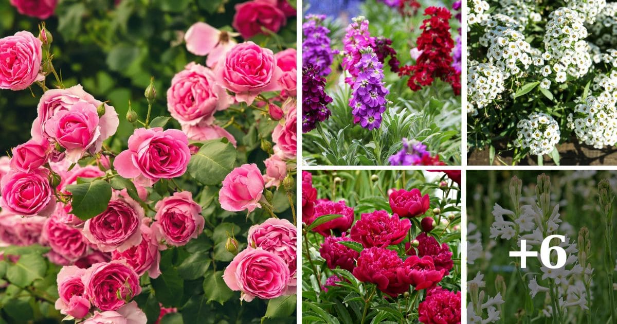 10 Flowers with Incredible Scents That Will Make You Fall in Love with ...