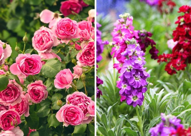 20 Most Beautiful Five-Petal Flowers