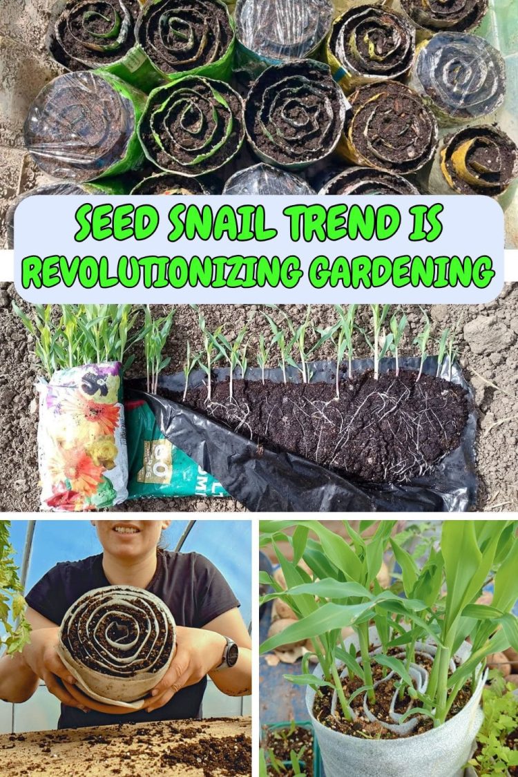 How the Seed Snail Trend Is Revolutionizing Home Gardening