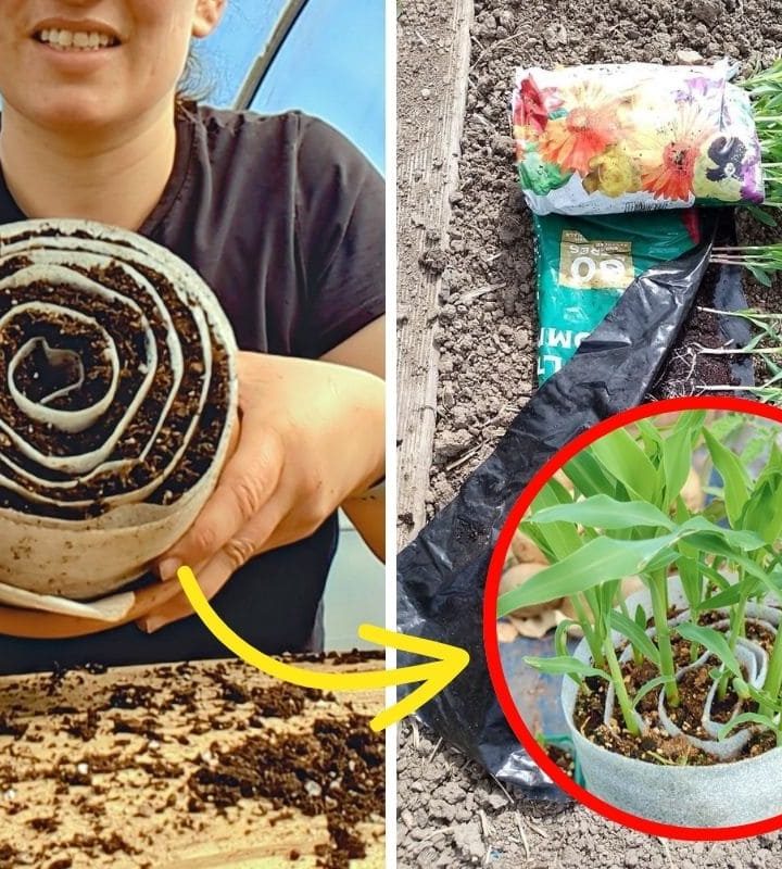 How the Seed Snail Trend Is Revolutionizing Home Gardening