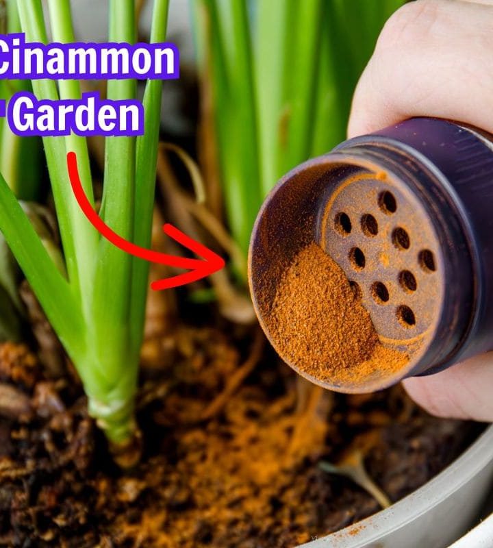 Here're 5 Reasons We Should Use Cinnamon in the Garden