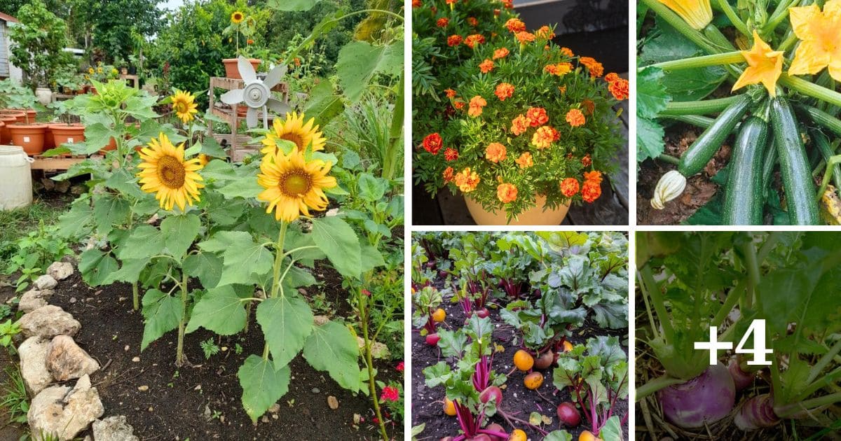10 Best Plants to Grow in July for a Late-Season Harvest