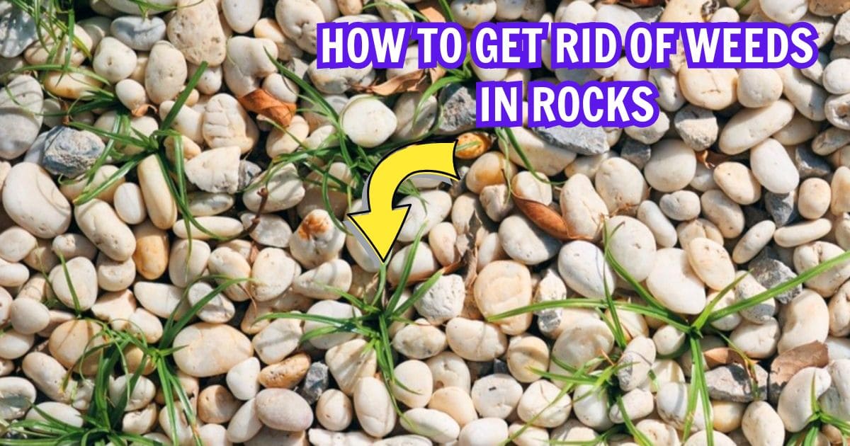 How to Get Rid of Weeds in Rocks Simply And Effectively