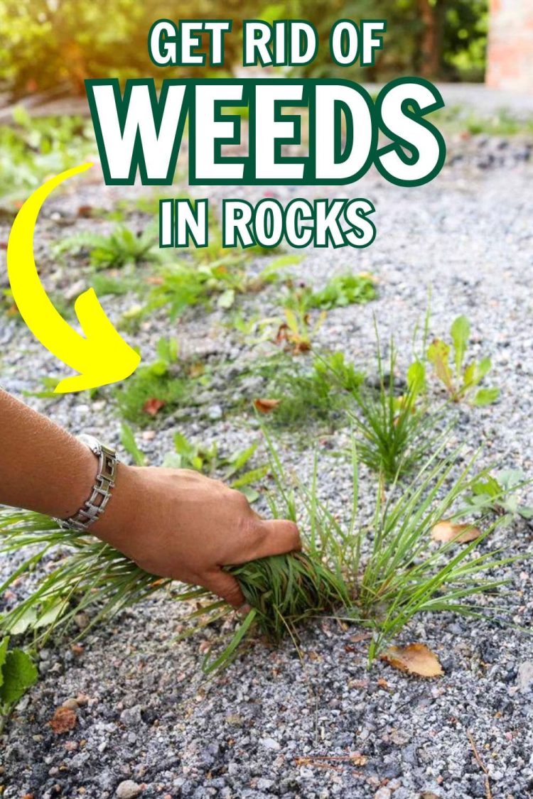How to Get Rid of Weeds in Rocks Simply And Effectively