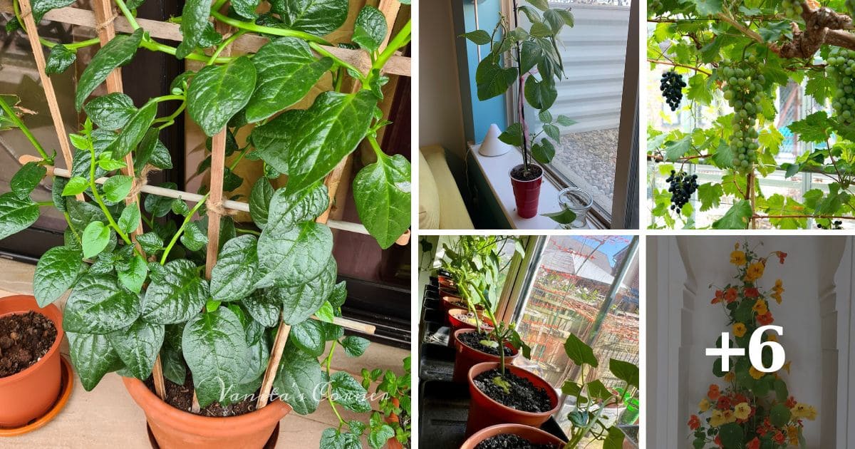 10 Edible Vines You Can Grow Indoors And Actually Eat