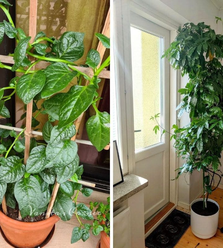 10 Edible Vines You Can Grow Indoors And Actually Eat