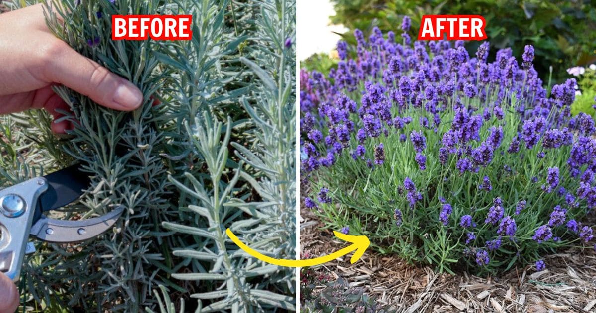 How to Prune Lavender Like a Pro for Endless Blooms and a Healthy Return
