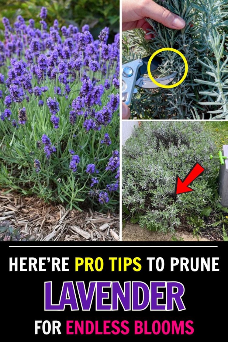 How to Prune Lavender Like a Pro for Endless Blooms and a Healthy Return