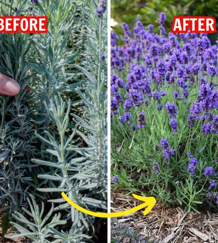 How to Prune Lavender Like a Pro for Endless Blooms and a Healthy Return