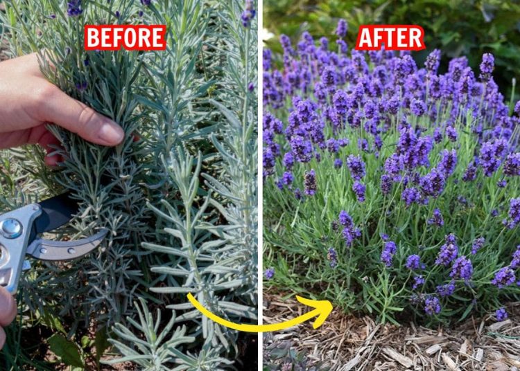 How to Save a Dying Lavender Plant And Help It Thrive Again