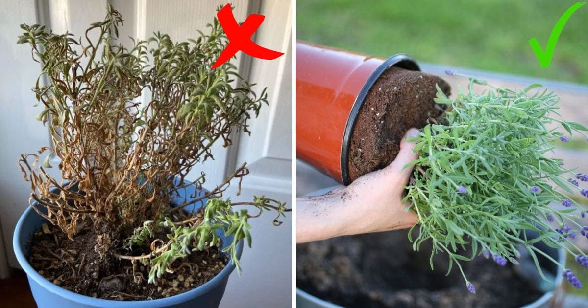 How to Save a Dying Lavender Plant And Help It Thrive Again