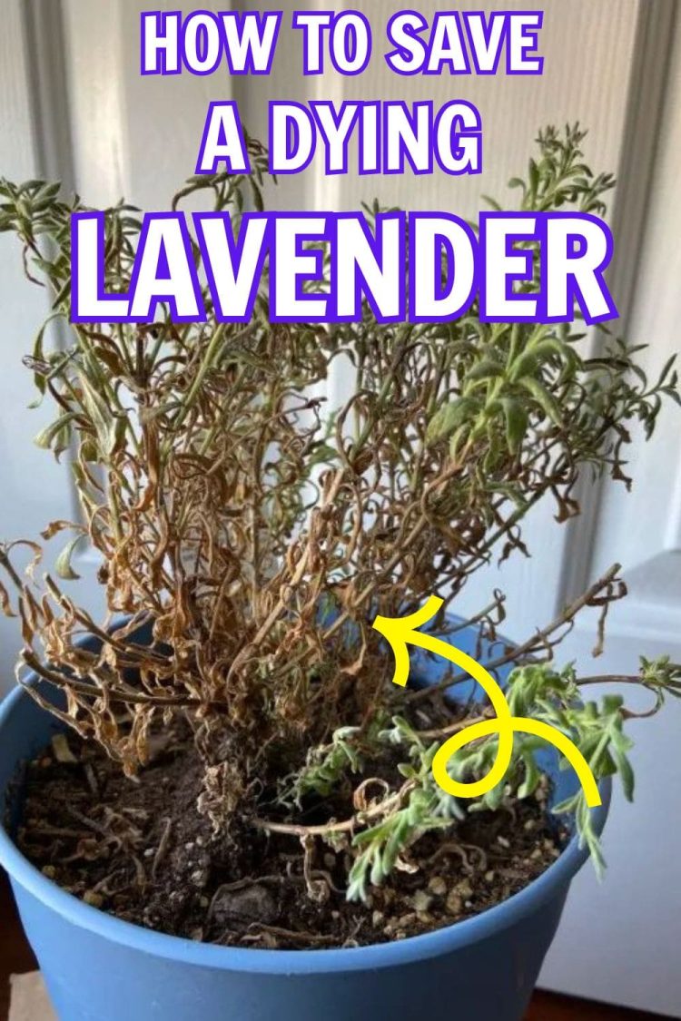 How to Save a Dying Lavender Plant And Help It Thrive Again