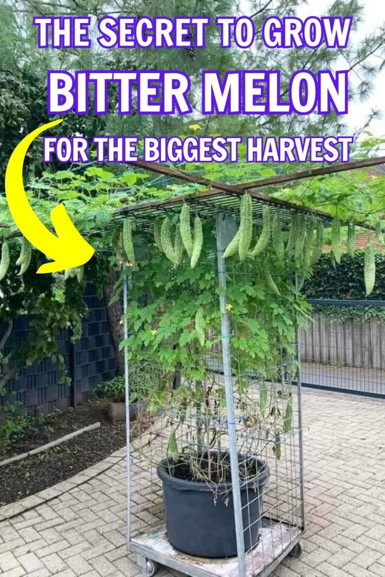 Here's The Secret to Growing Bitter Melon in Pots for the Biggest Harvests