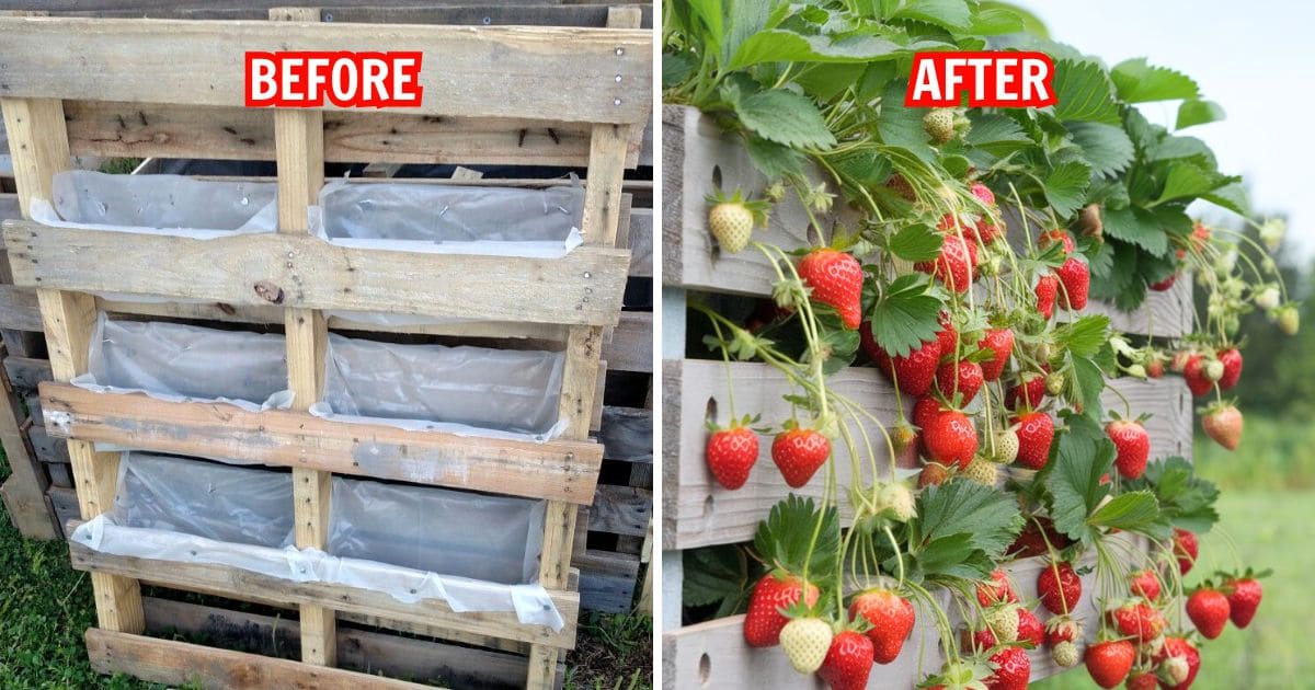 10 Best Plants You Can Grow in Pallets And How to Care Them