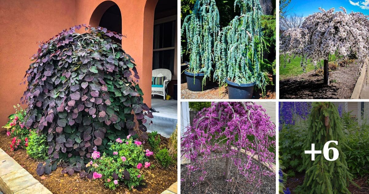 10 Gorgeous Dwarf Weeping Trees to Add Elegance to Small Spaces