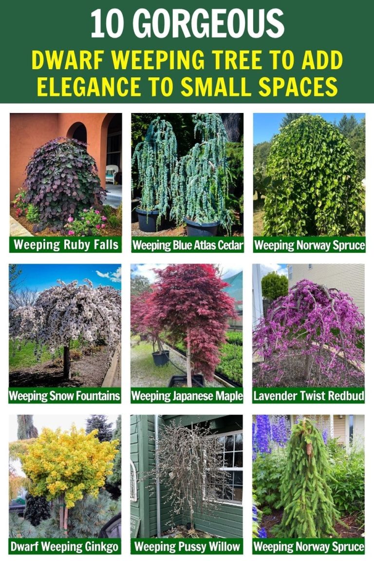 10 Gorgeous Dwarf Weeping Trees to Add Elegance to Small Spaces