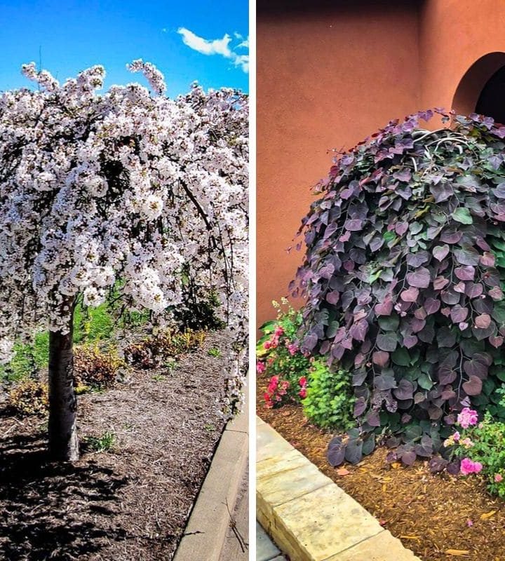 10 Gorgeous Dwarf Weeping Trees to Add Elegance to Small Spaces
