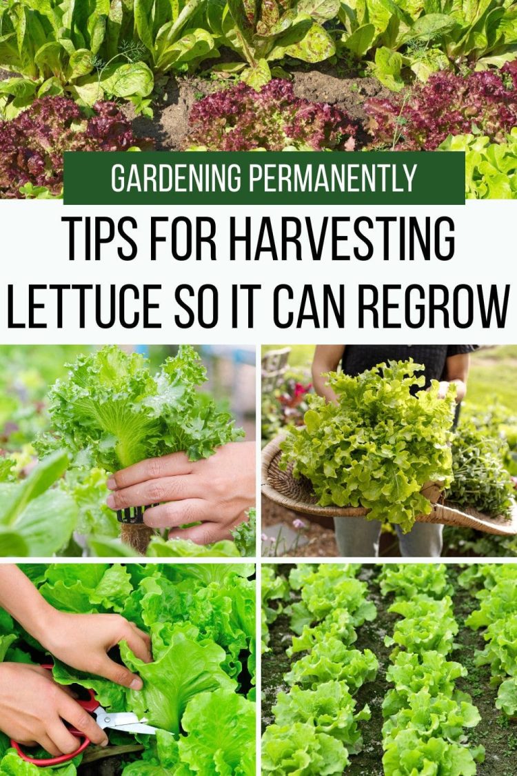 Tips for Harvesting Lettuce So That It Can Keep Growing