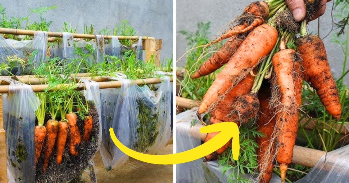 Full Guide to Growing Carrots in Plastic Bags to Save Space, Save Money