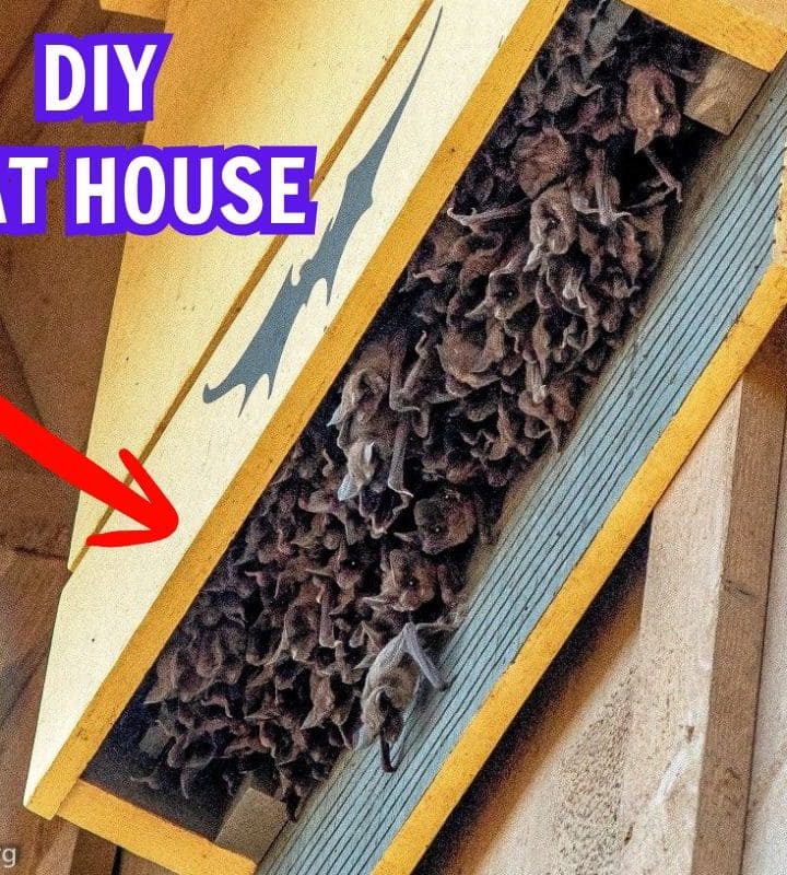 How to Build a Bat House to Attract Nature’s Pest Patrol
