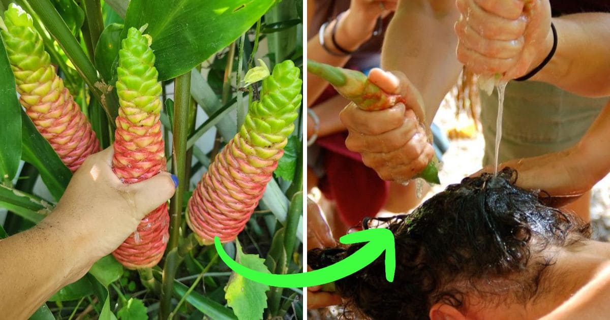 Awapuhi Kuahiwi Juice: Nature’s Shampoo You Can Grow, Squeeze, and Use