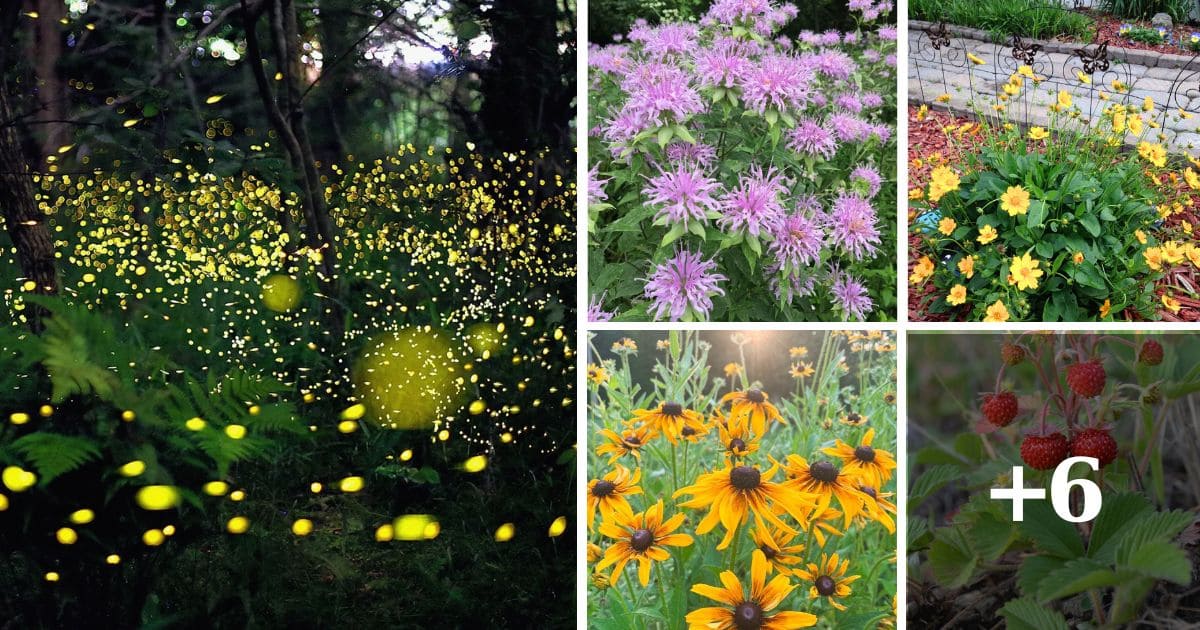 10 Beautiful Plants That Attract Fireflies to Your Garden