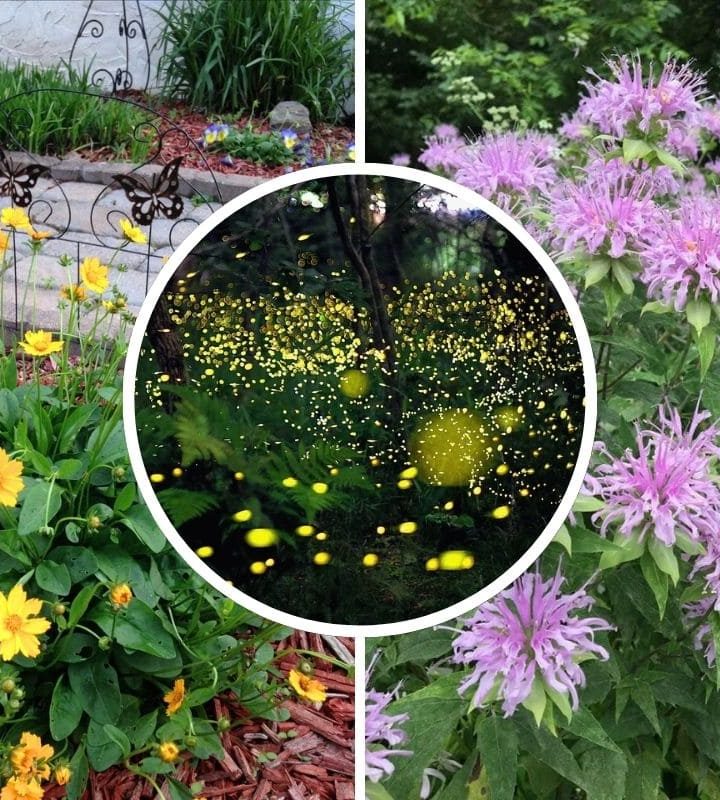 10 Beautiful Plants That Attract Fireflies to Your Garden
