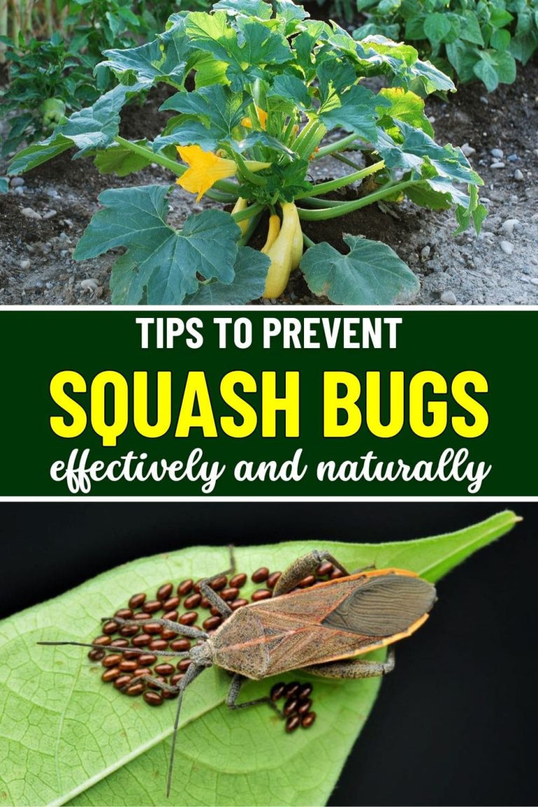 These Tips Are Super Effective to Prevent Squash Bug