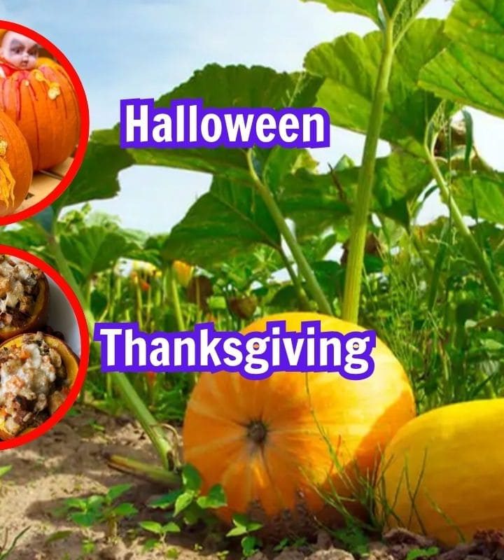 When to Grow Pumpkins for Halloween and Thanksgiving