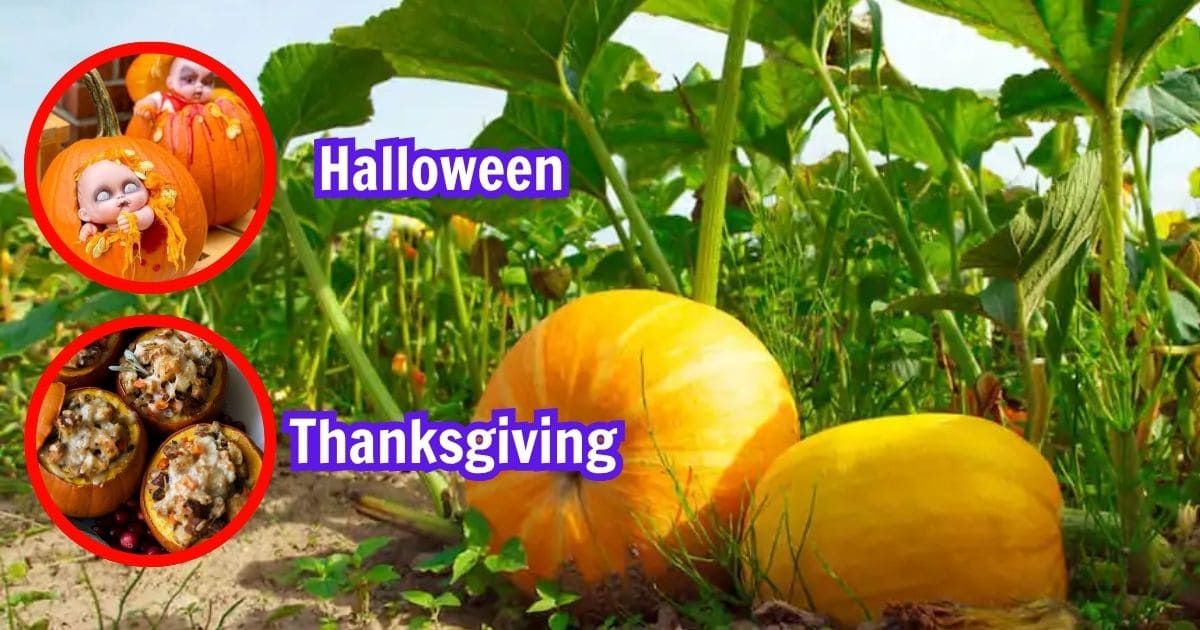 When to Grow Pumpkins for Halloween and Thanksgiving