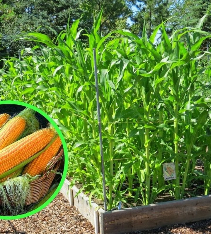 How to Grow Corn Successfully for Beginners