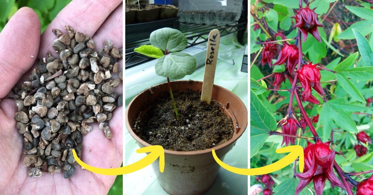 How to Grow Roselle Hibiscus from Seeds