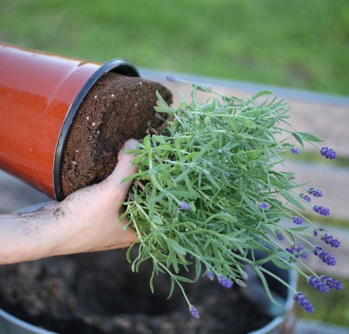 How to Save a Dying Lavender Plant And Help It Thrive Again