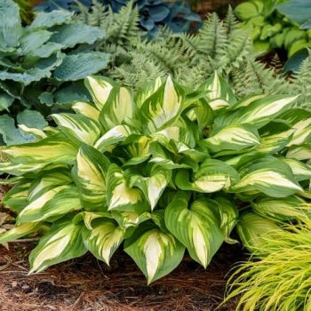 10 Plants Frogs Love And Tips for a Frog-Friendly Garden