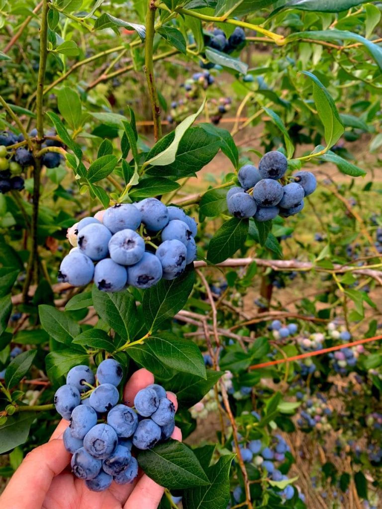 How to Propagate Blueberries Successfully for Berry Lovers
