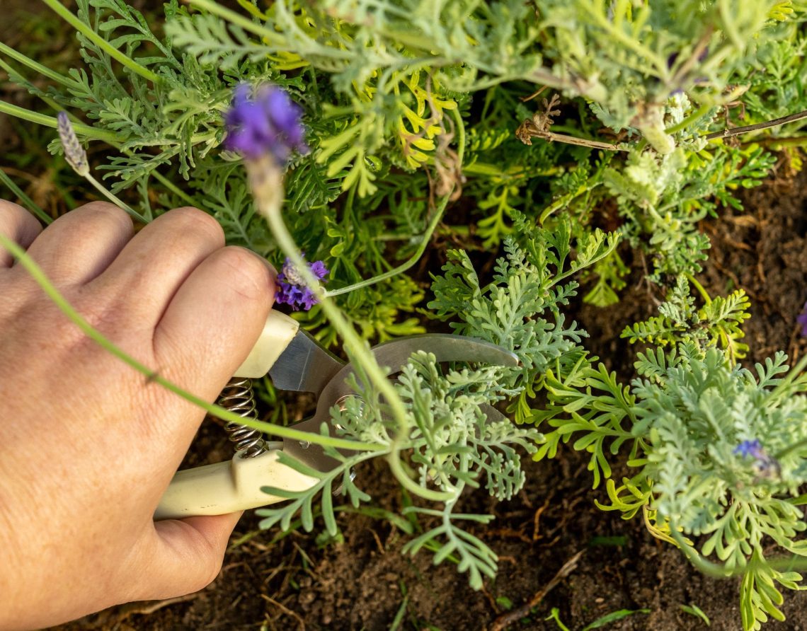 How to Prune Lavender Like a Pro for Endless Blooms and a Healthy Return